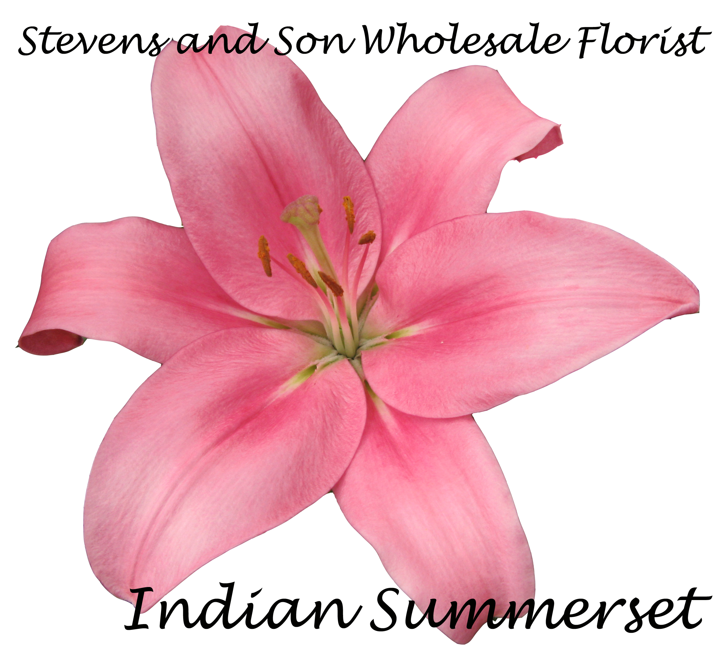 Asiatic Lilies | Stevens and Son Wholesale Florist