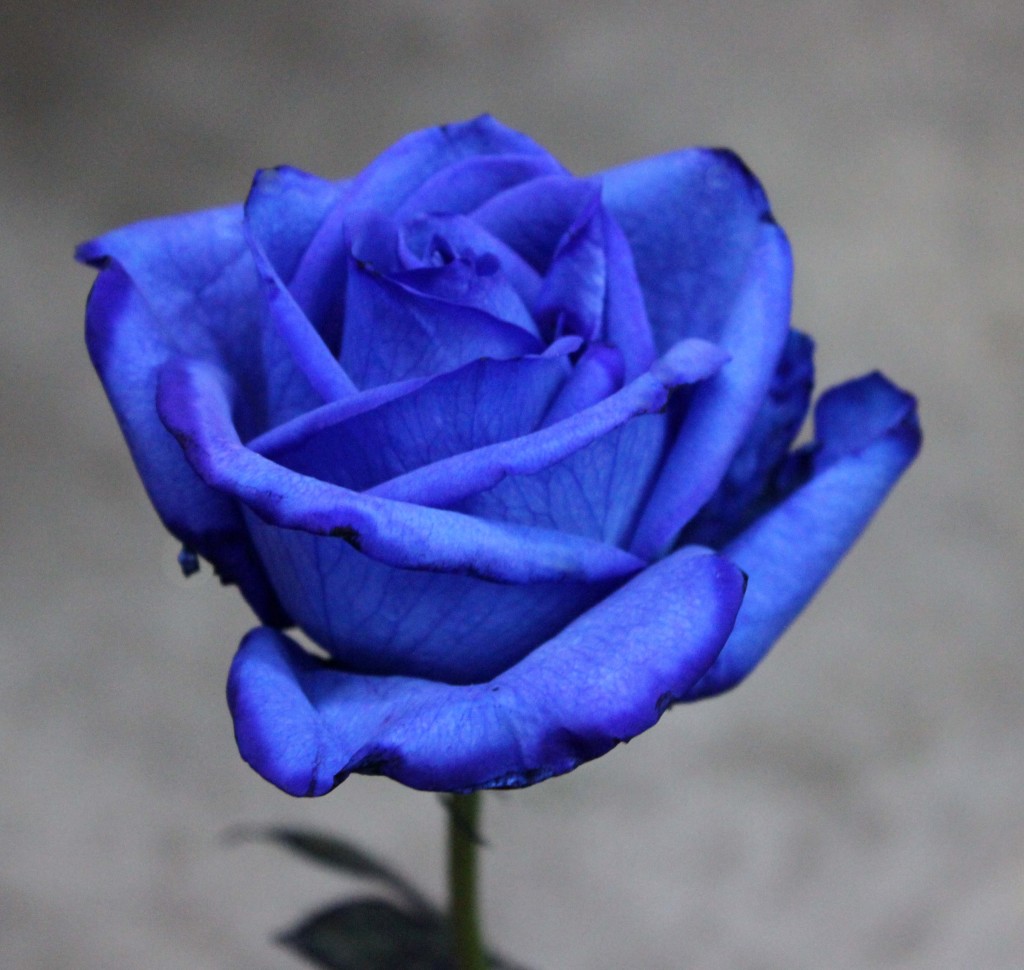 Blue Stevens And Son Wholesale Florist blue-stevens-and-son-wholesale-florist