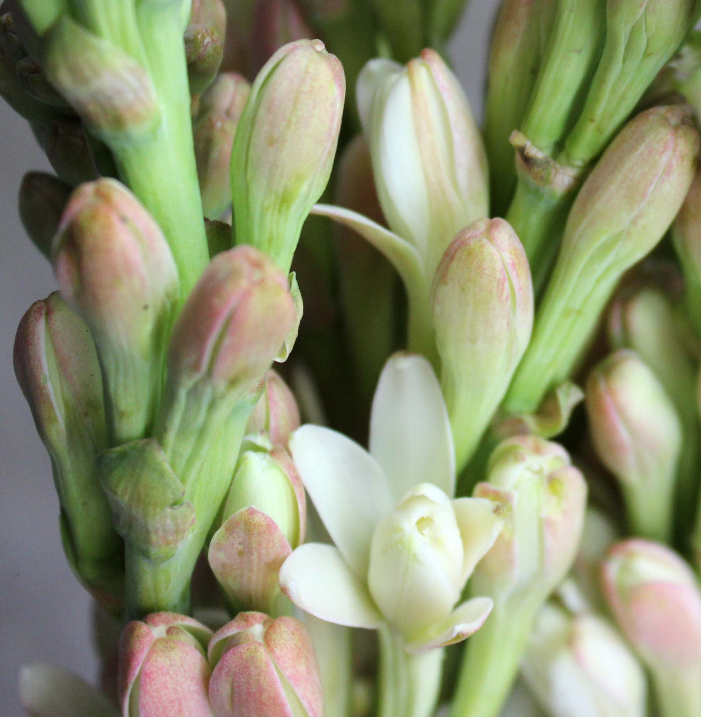 Tuberose | Stevens and Son Wholesale Florist