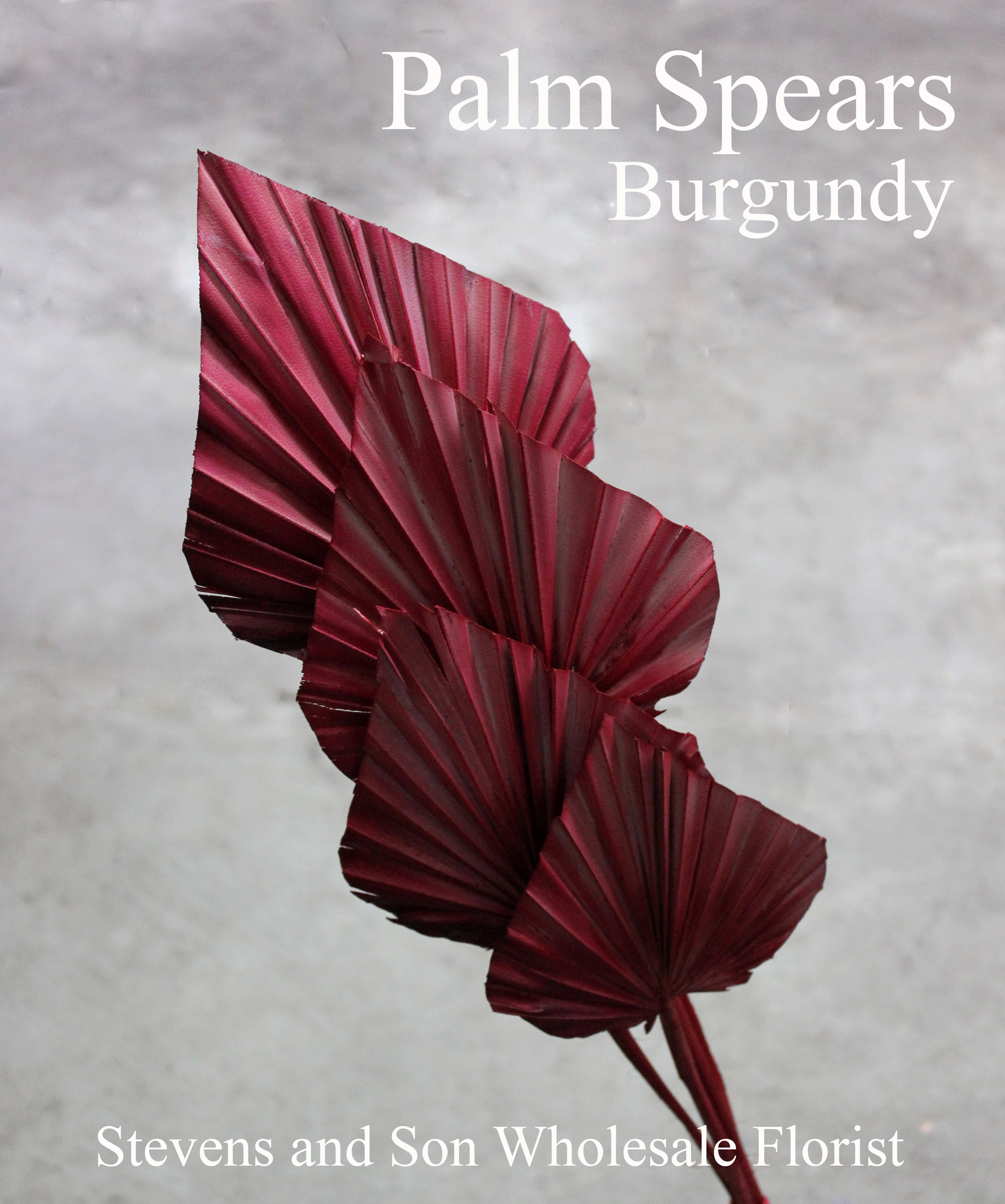 Palm Spears | Stevens and Son Wholesale Florist