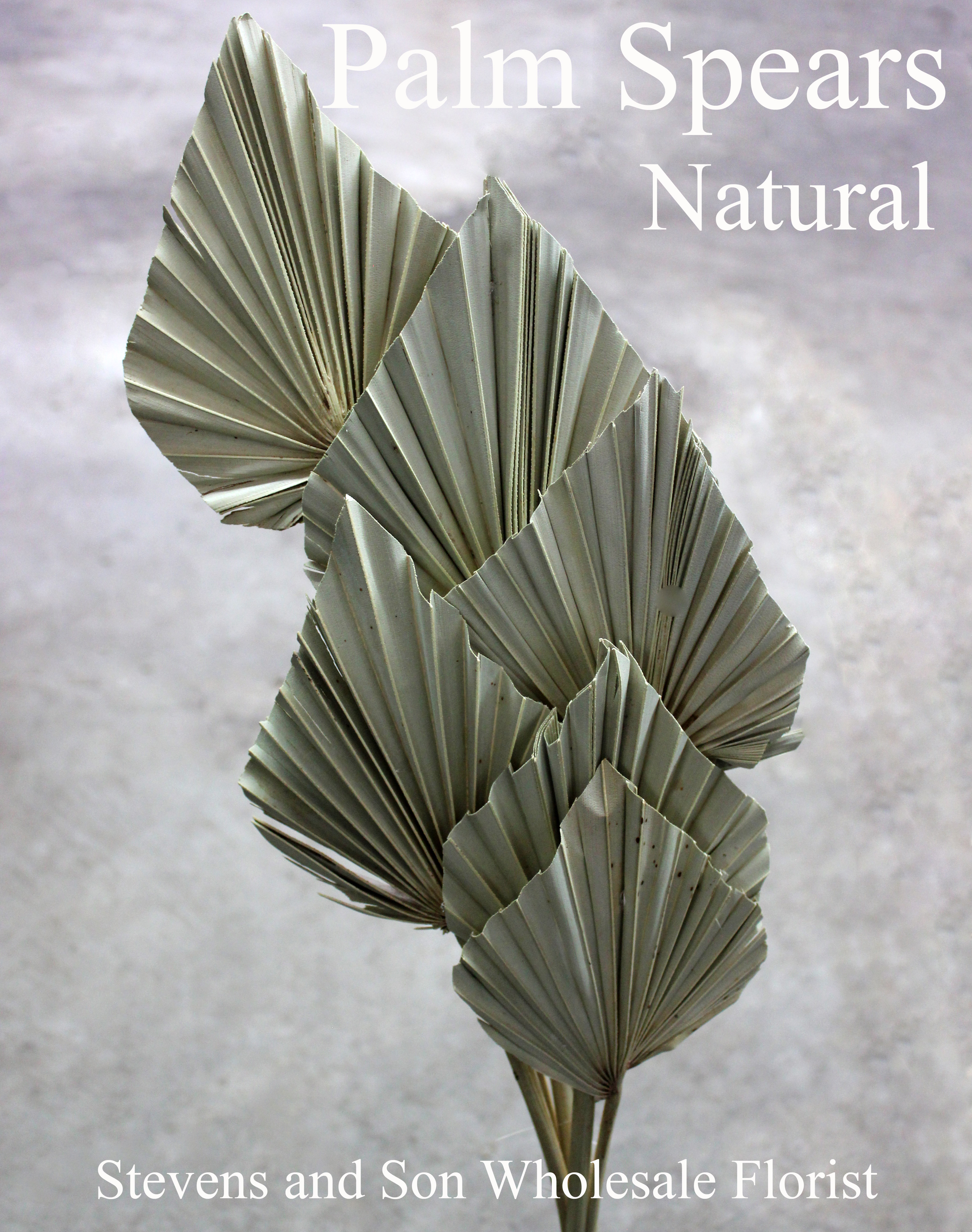 Palm Spears | Stevens and Son Wholesale Florist