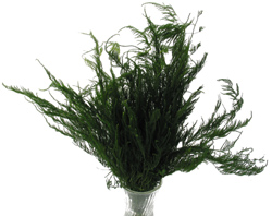 Asparagus Setaceus Pyramidalis