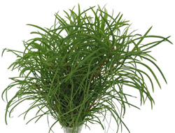 Barker Bush | Stevens and Son Wholesale Florist