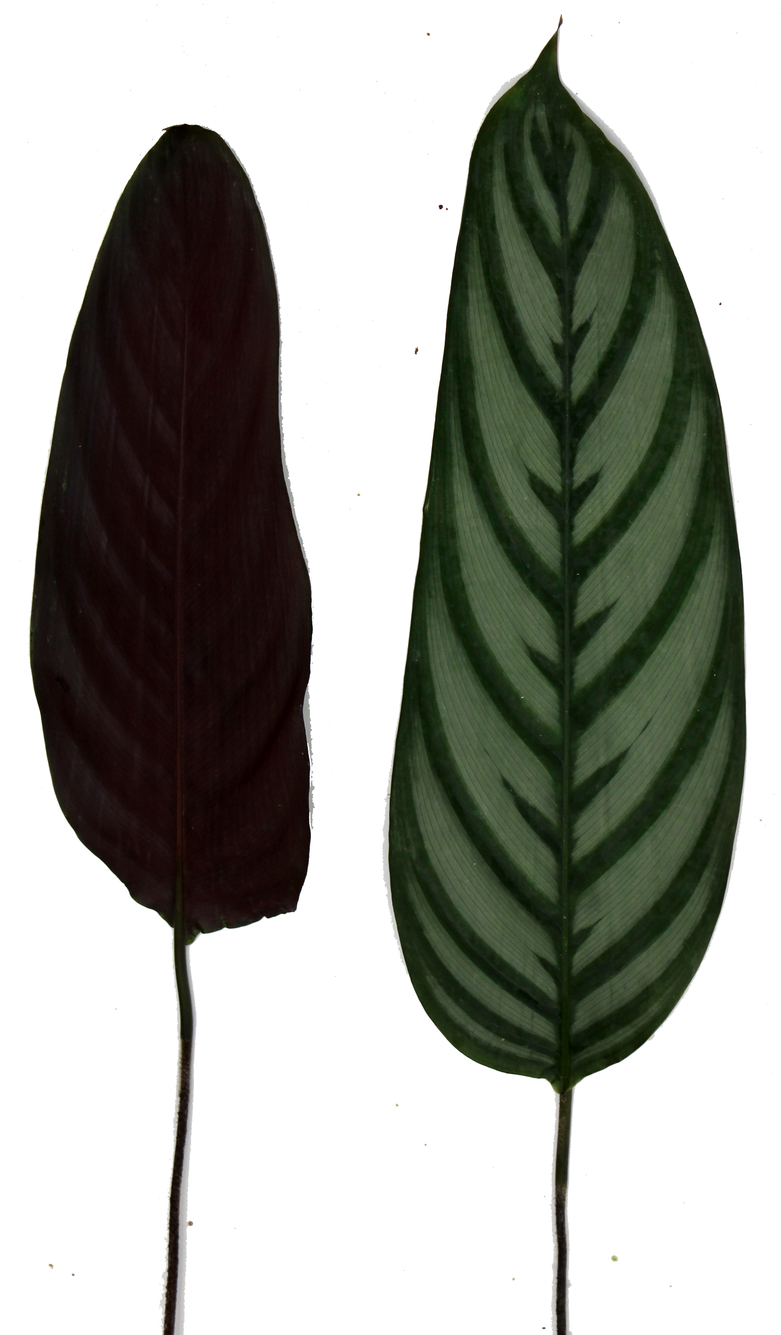 Calathea Round Leaf