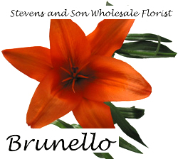 Asiatic Lilies | Stevens and Son Wholesale Florist