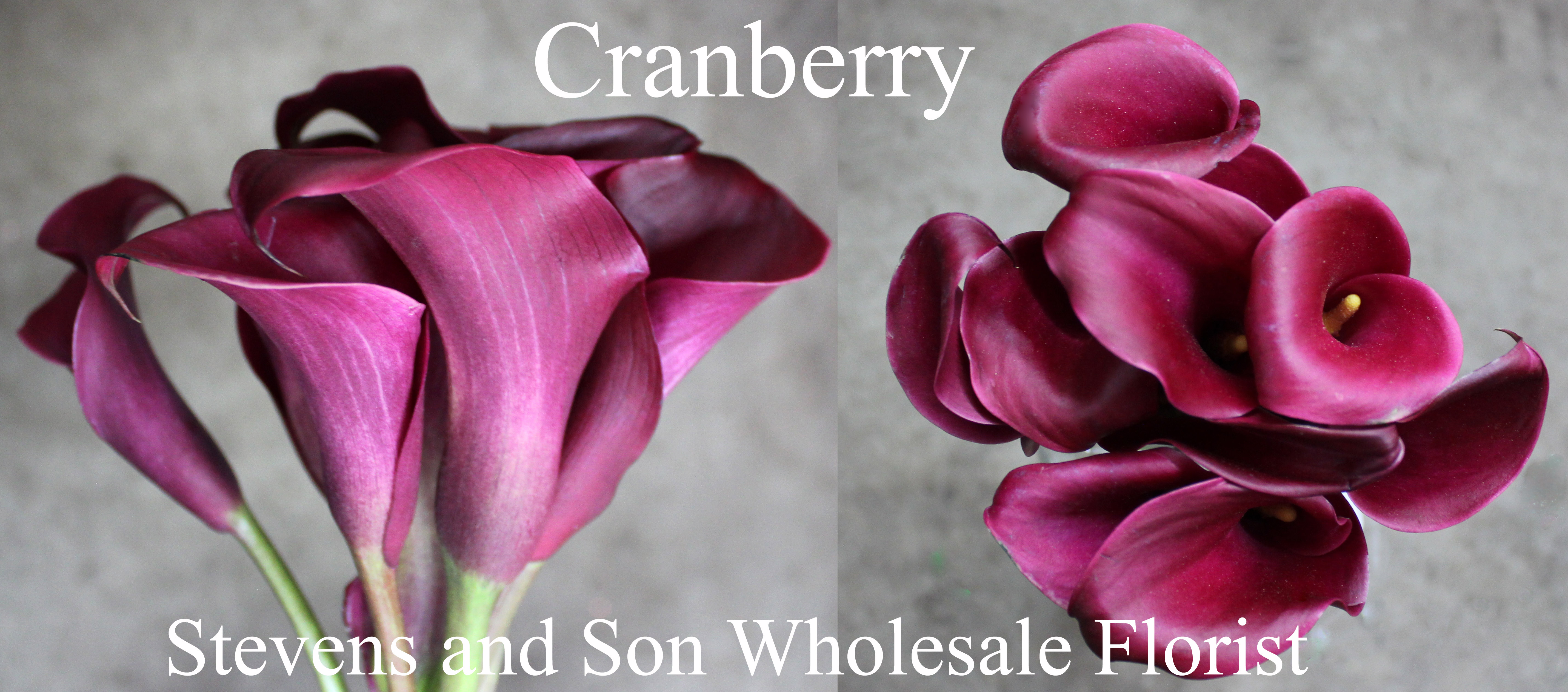 Calla Lily | Stevens and Son Wholesale Florist