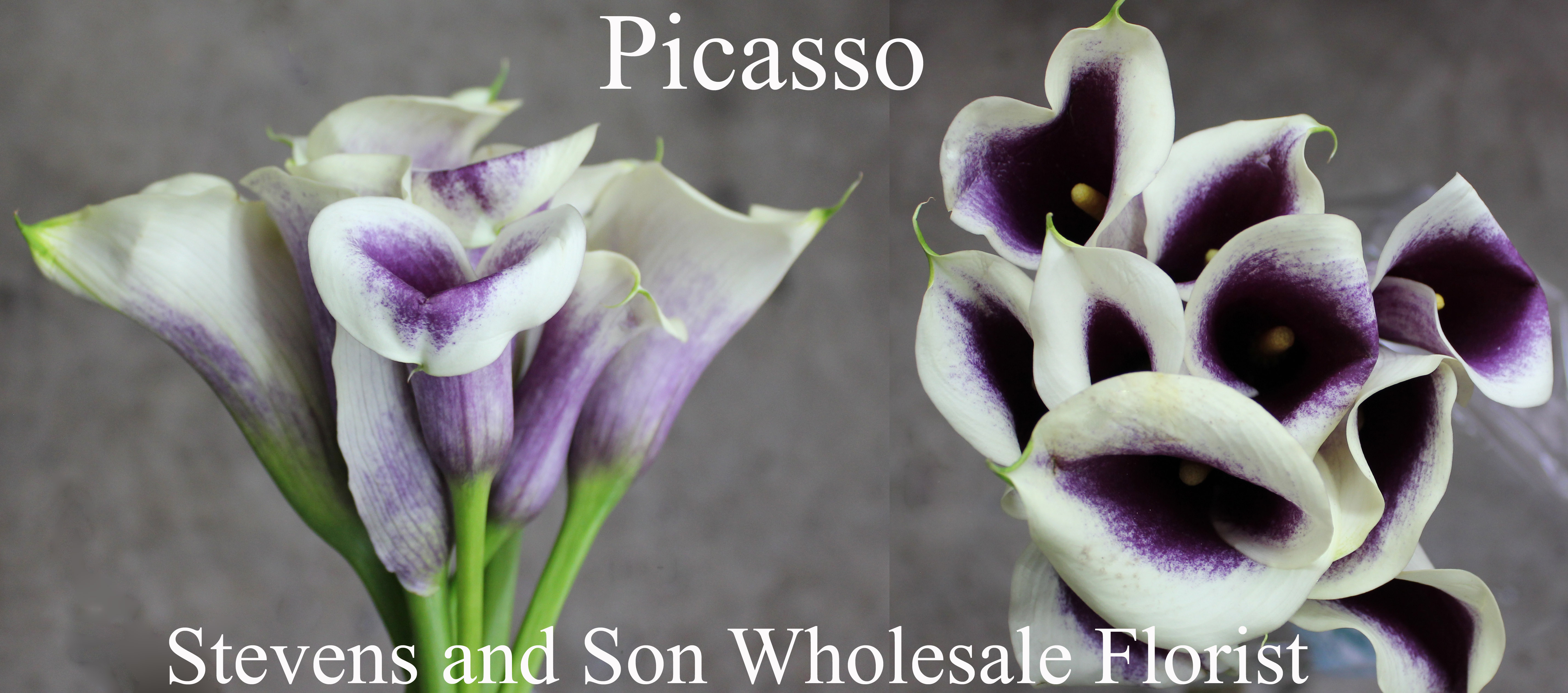 Calla Lily | Stevens and Son Wholesale Florist