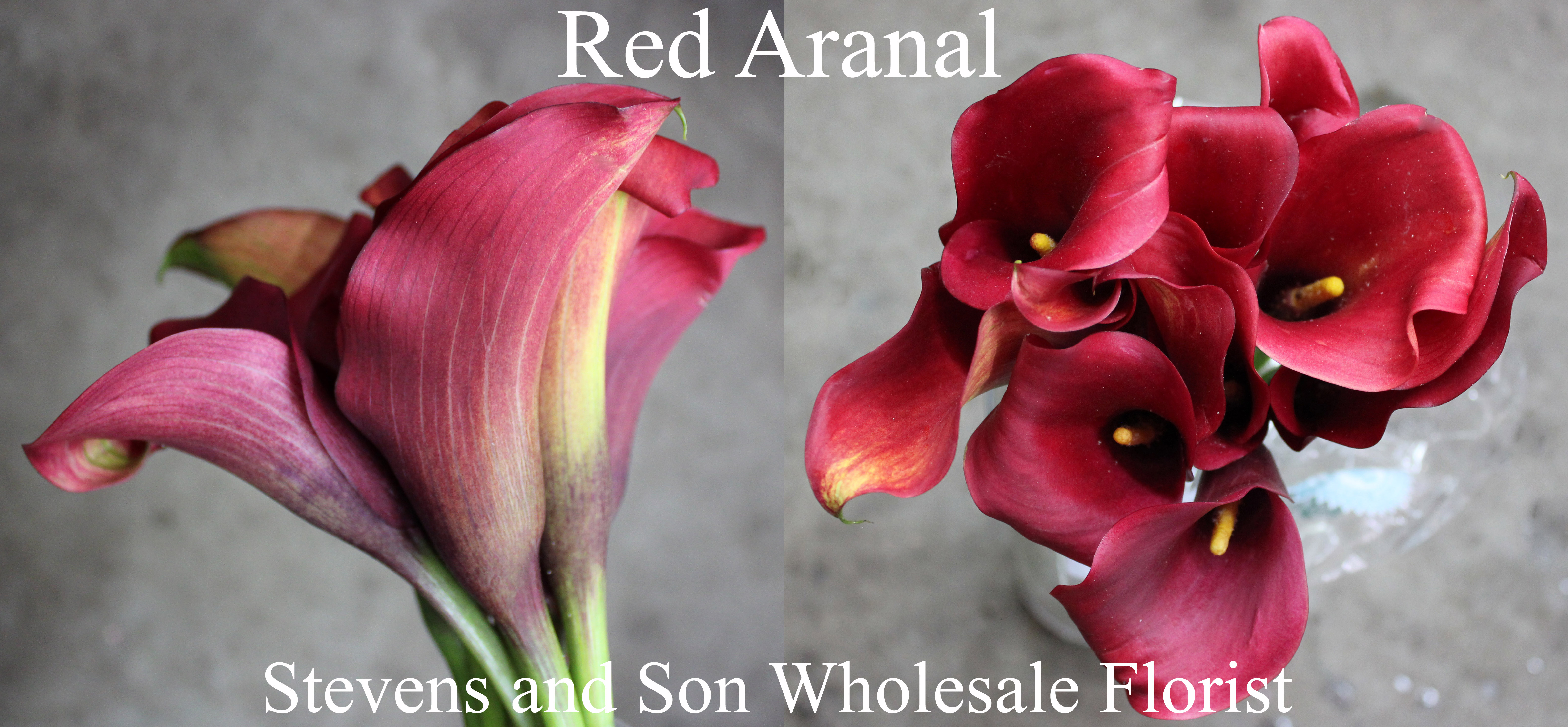 Calla Lily | Stevens and Son Wholesale Florist