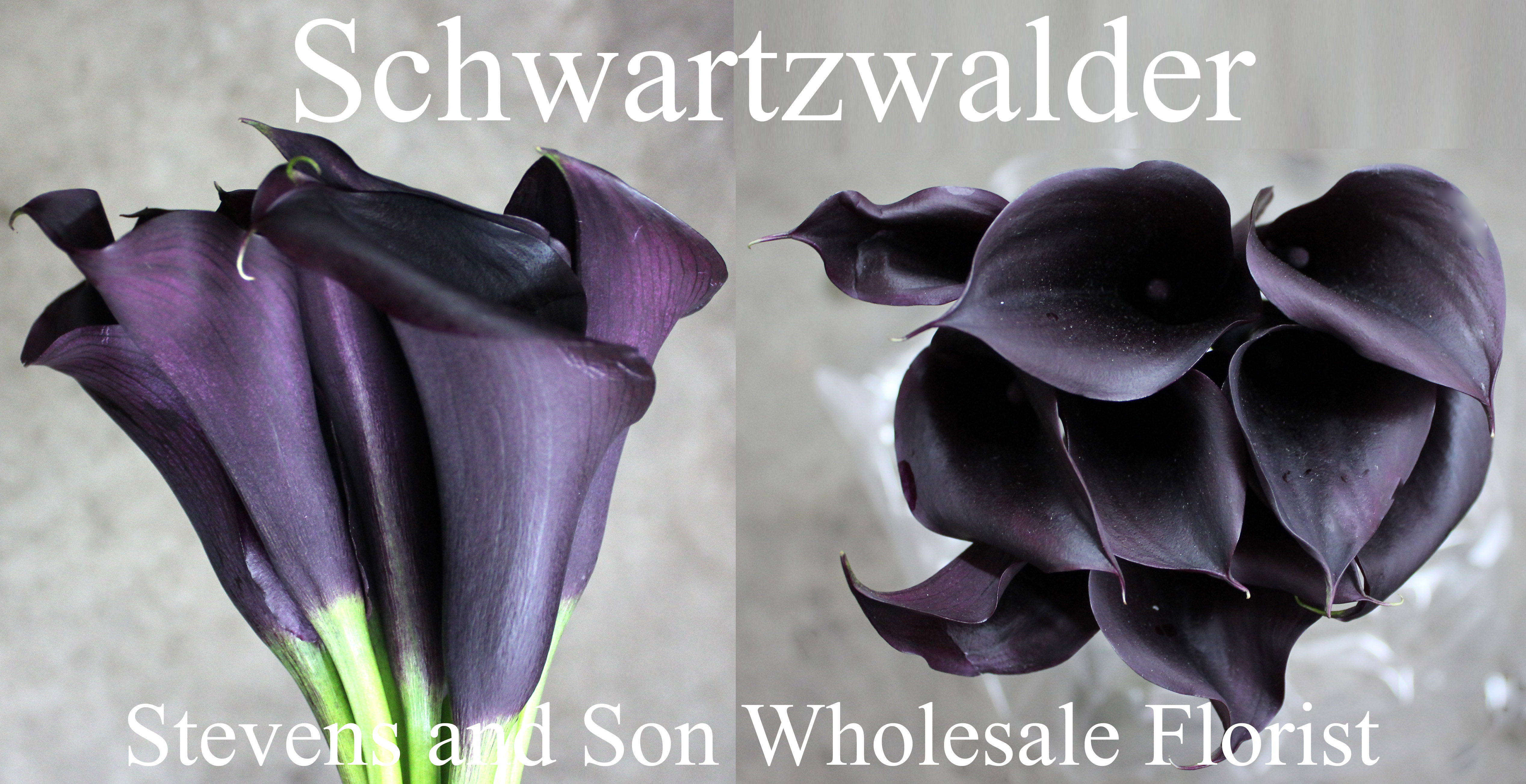 Calla Lily | Stevens and Son Wholesale Florist