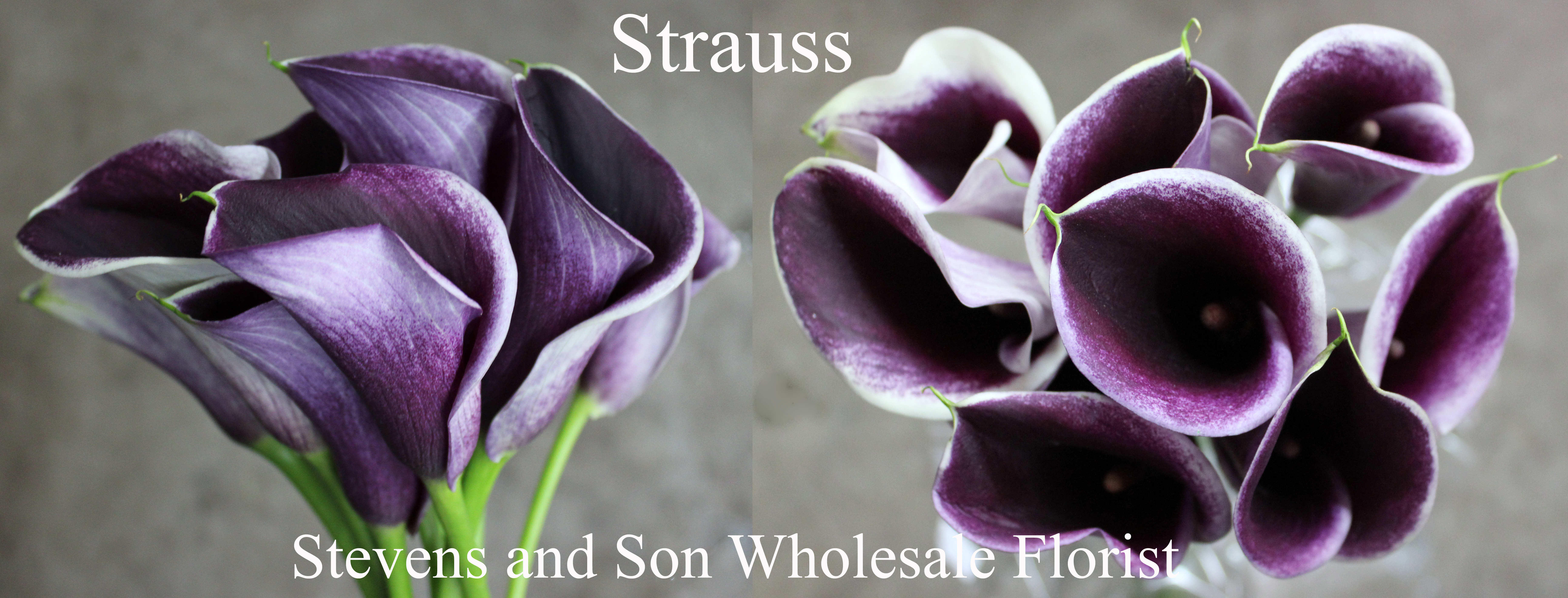 Calla Lily | Stevens and Son Wholesale Florist