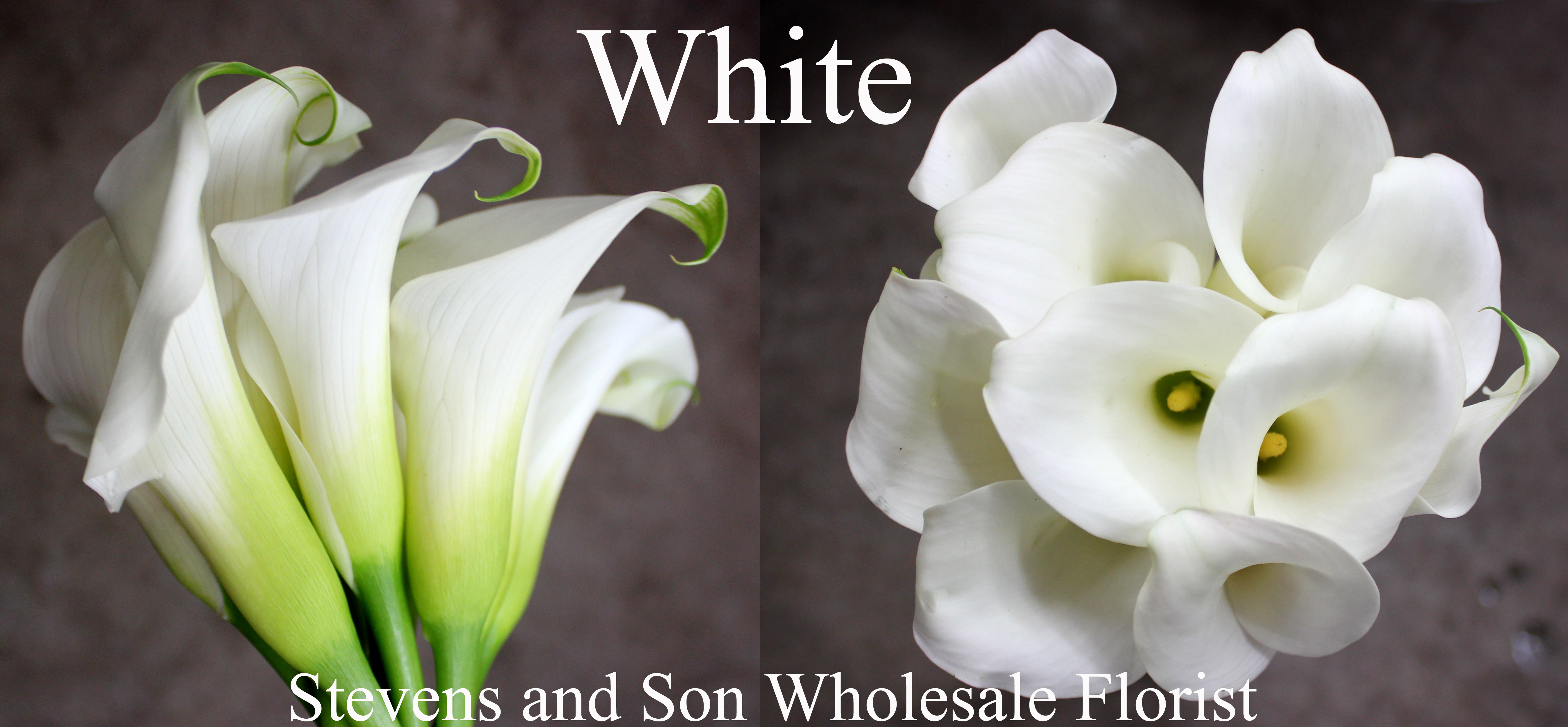 Calla Lily | Stevens and Son Wholesale Florist