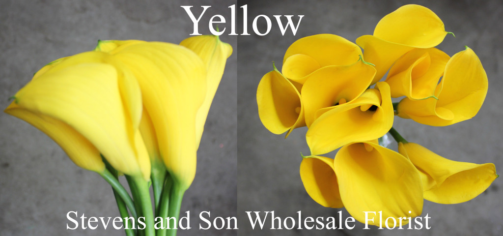 Calla Lily | Stevens and Son Wholesale Florist