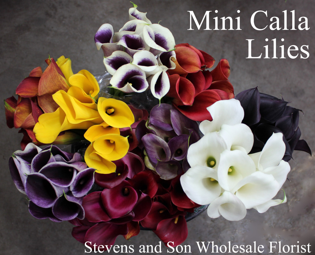 Calla Lily | Stevens and Son Wholesale Florist