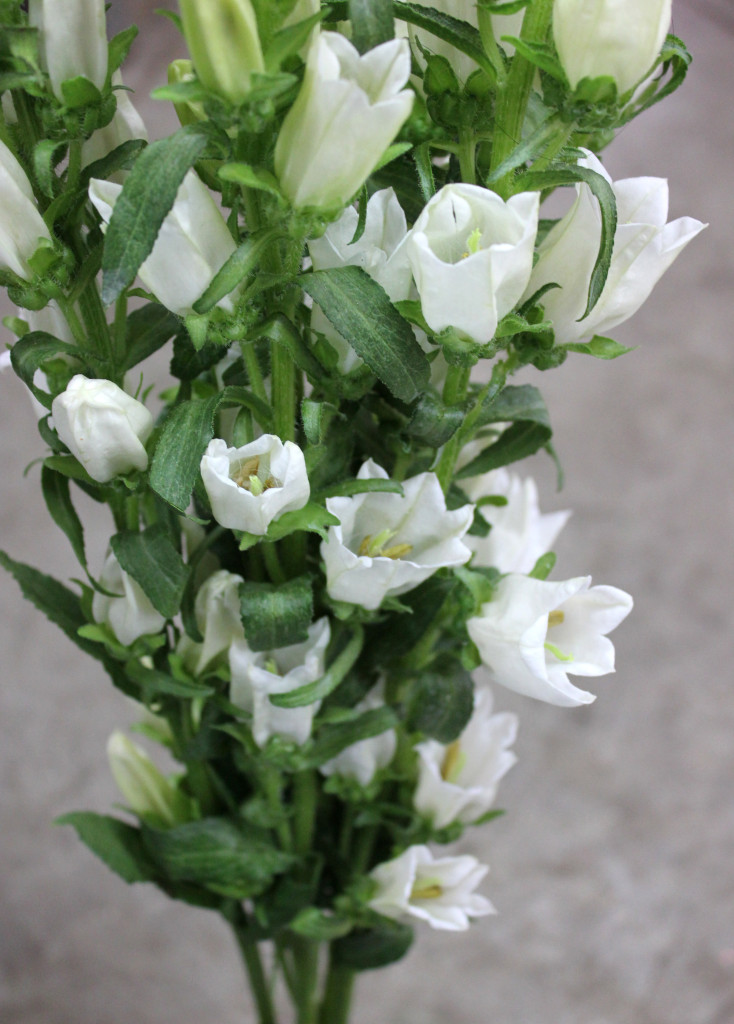 Canterbury Bells (Campanula) | Stevens and Son Wholesale Florist