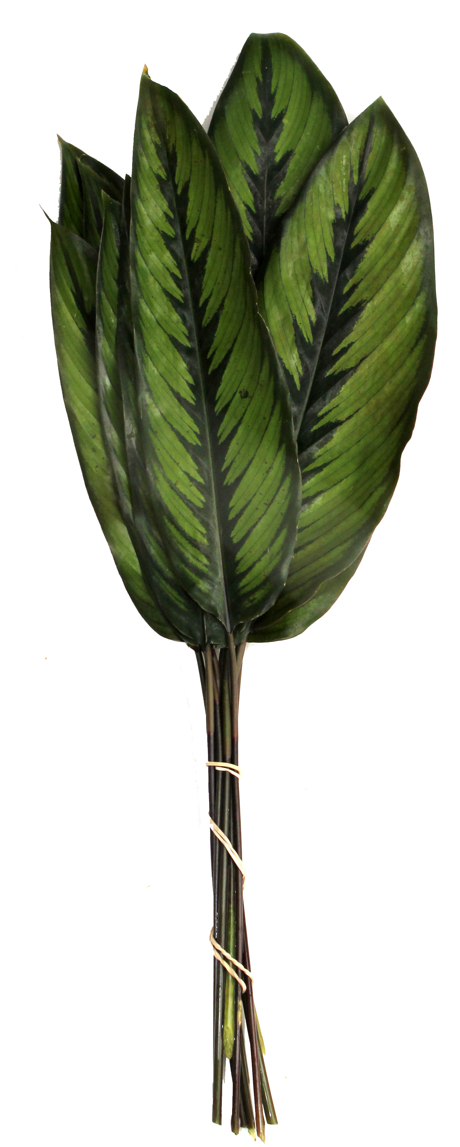 Calathea Leaves | Stevens and Son Wholesale Florist