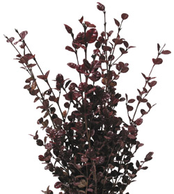 Lypho Myrtle | Stevens and Son Wholesale Florist