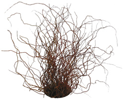 Curly Willow Tips | Stevens and Son Wholesale Florist