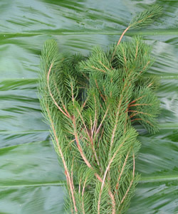Curly Pine | Stevens and Son Wholesale Florist