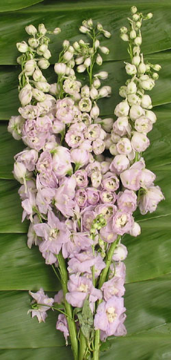 Delphiniums | Stevens and Son Wholesale Florist