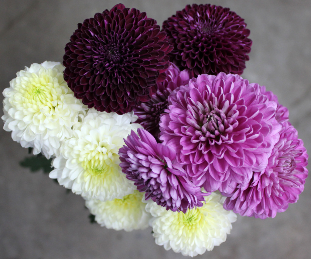 Disbud mums | Stevens and Son Wholesale Florist