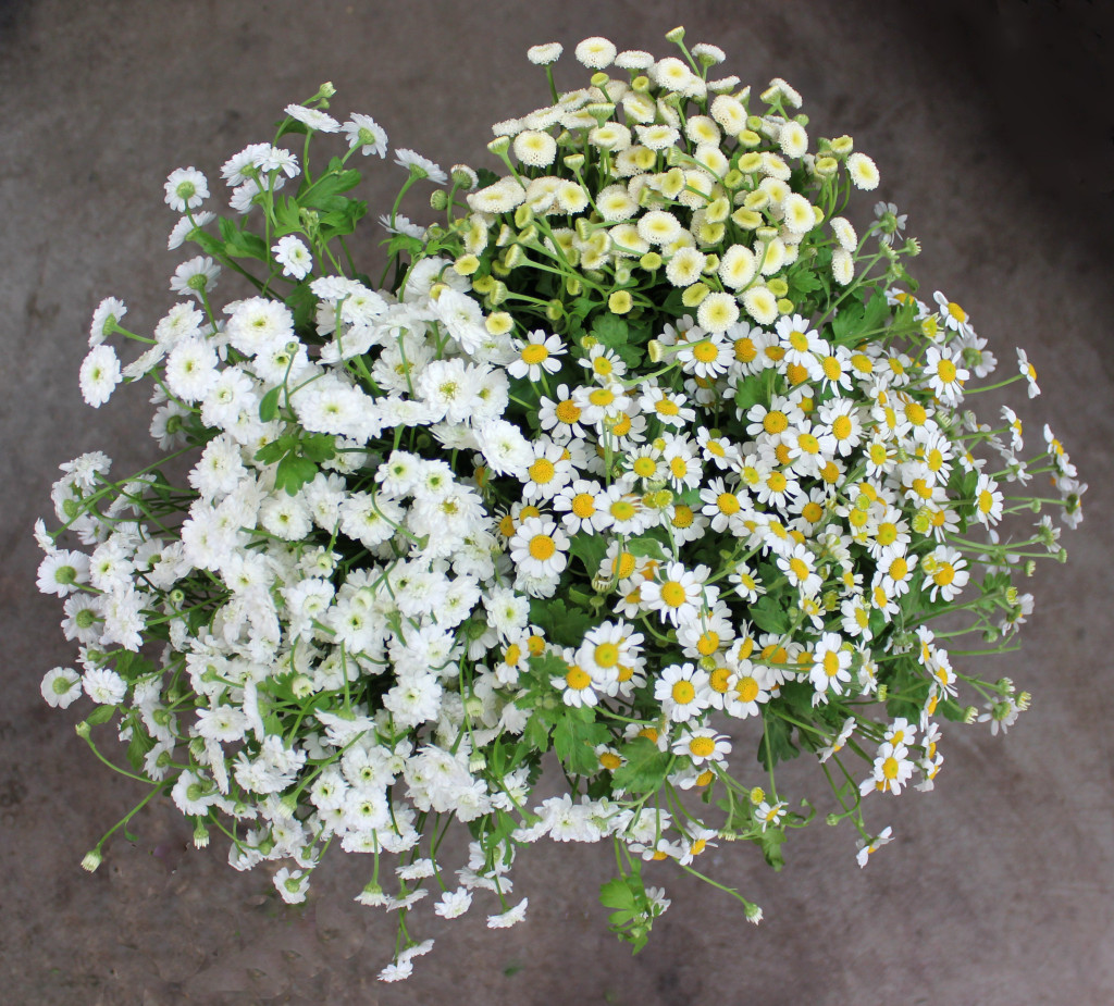 Feverfew | Stevens and Son Wholesale Florist