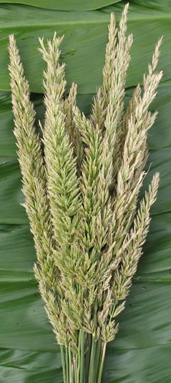 Giant Rye | Stevens and Son Wholesale Florist