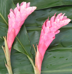 Pink Ginger | Stevens and Son Wholesale Florist