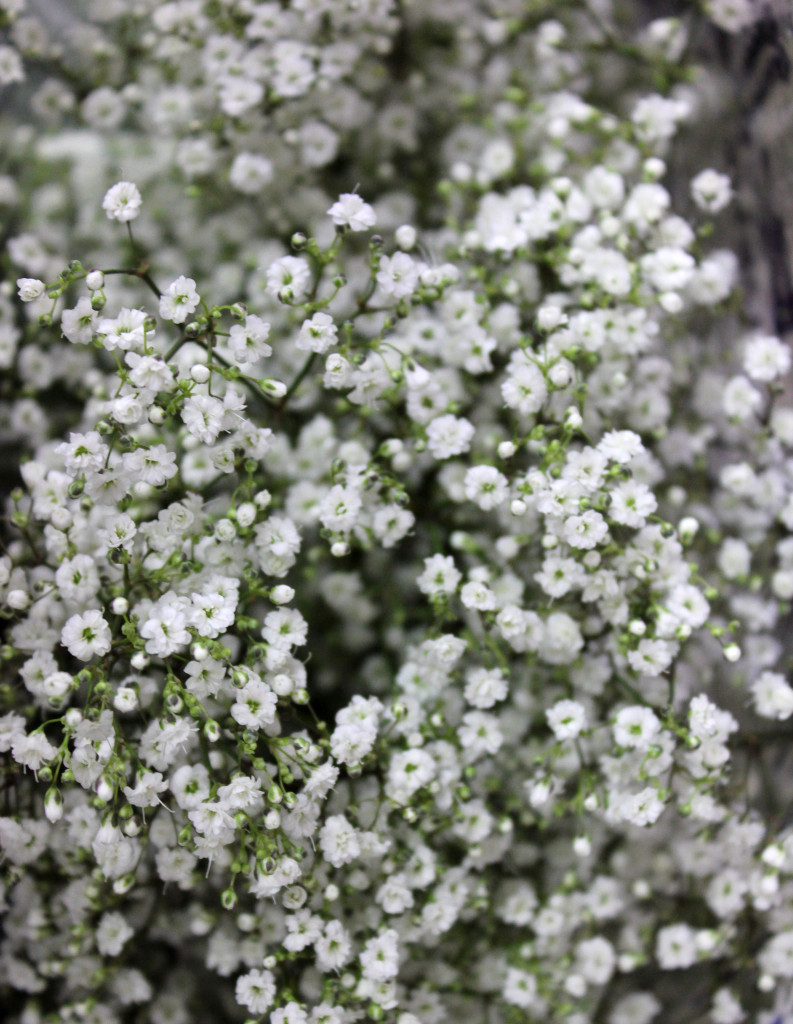 Gypsophila | Stevens and Son Wholesale Florist