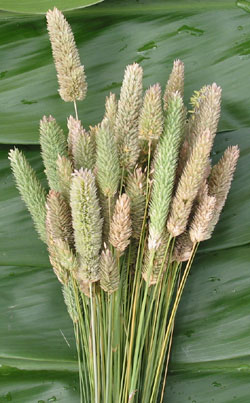 Harding Grass | Stevens and Son Wholesale Florist