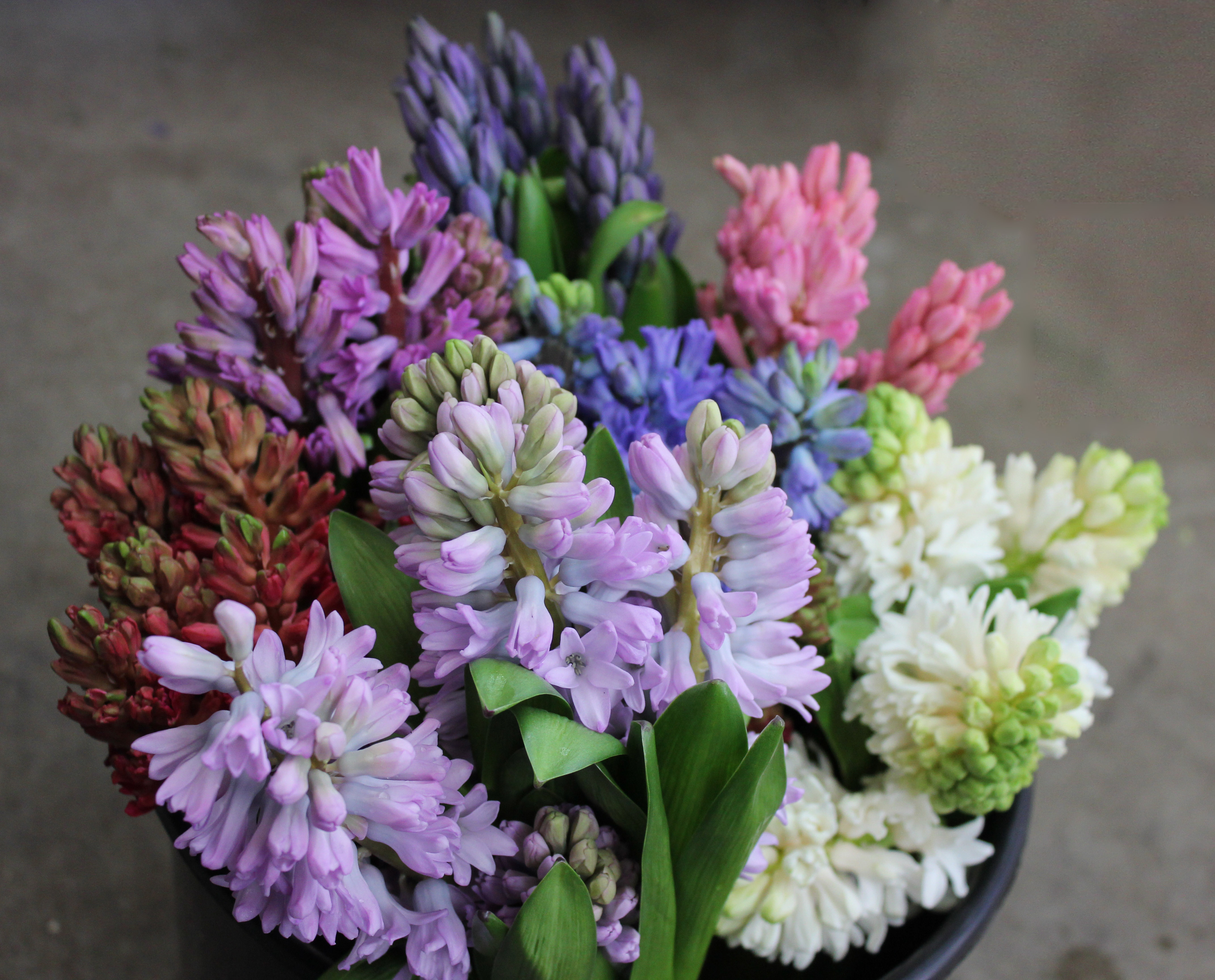 Hyacinth | Stevens and Son Wholesale Florist