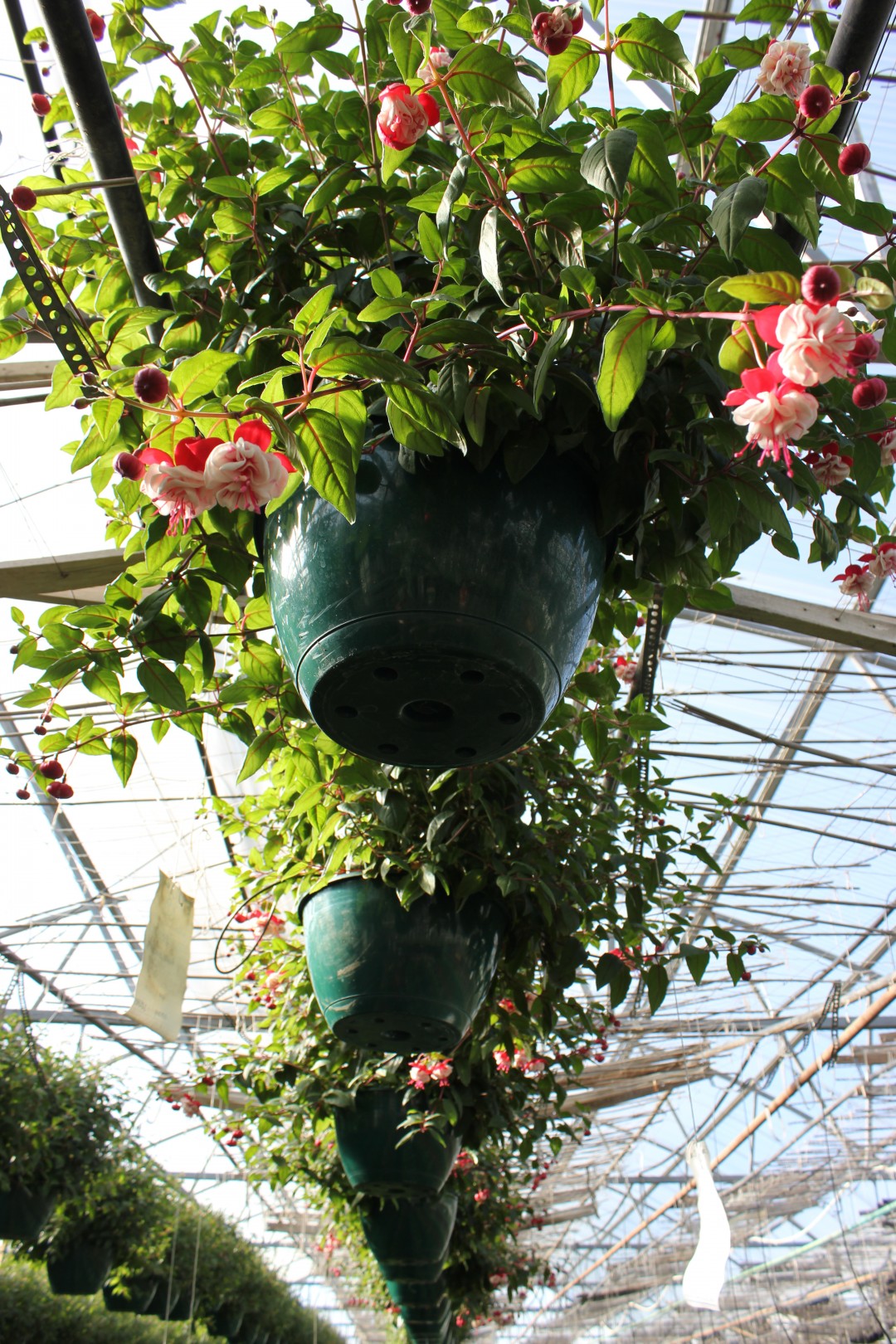 Spring Plants | Stevens and Son Wholesale Florist