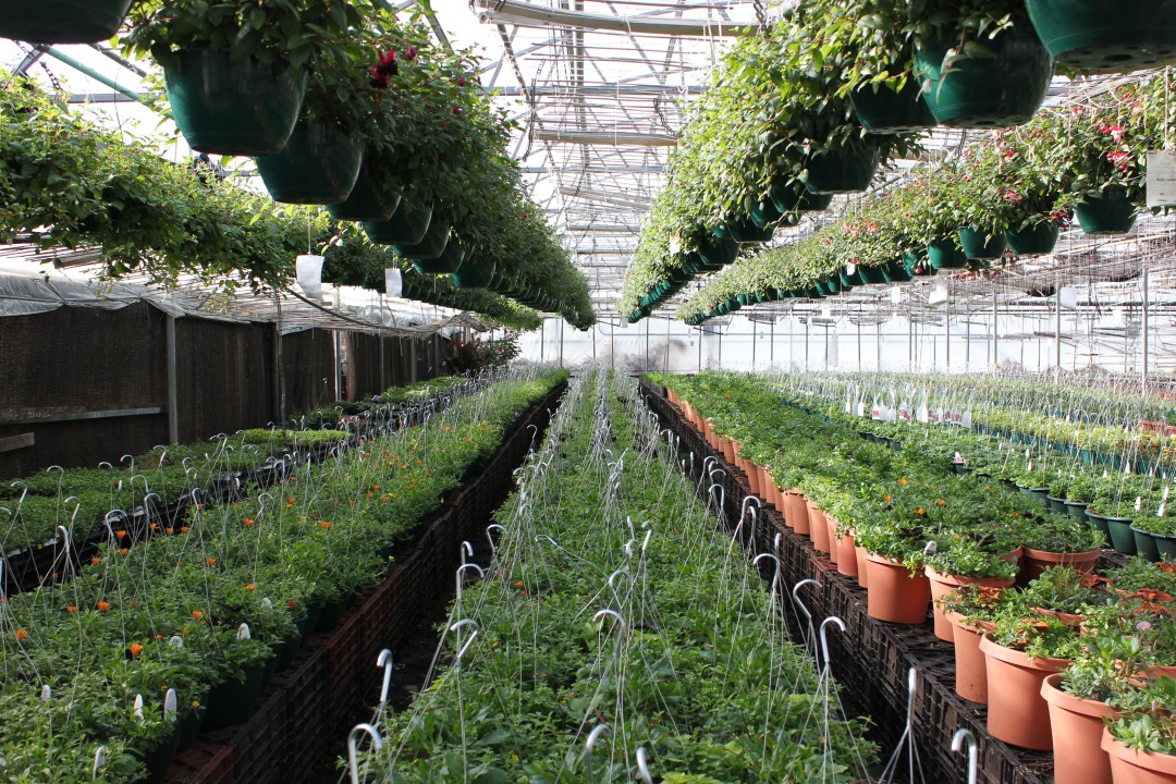 Spring Plants | Stevens and Son Wholesale Florist