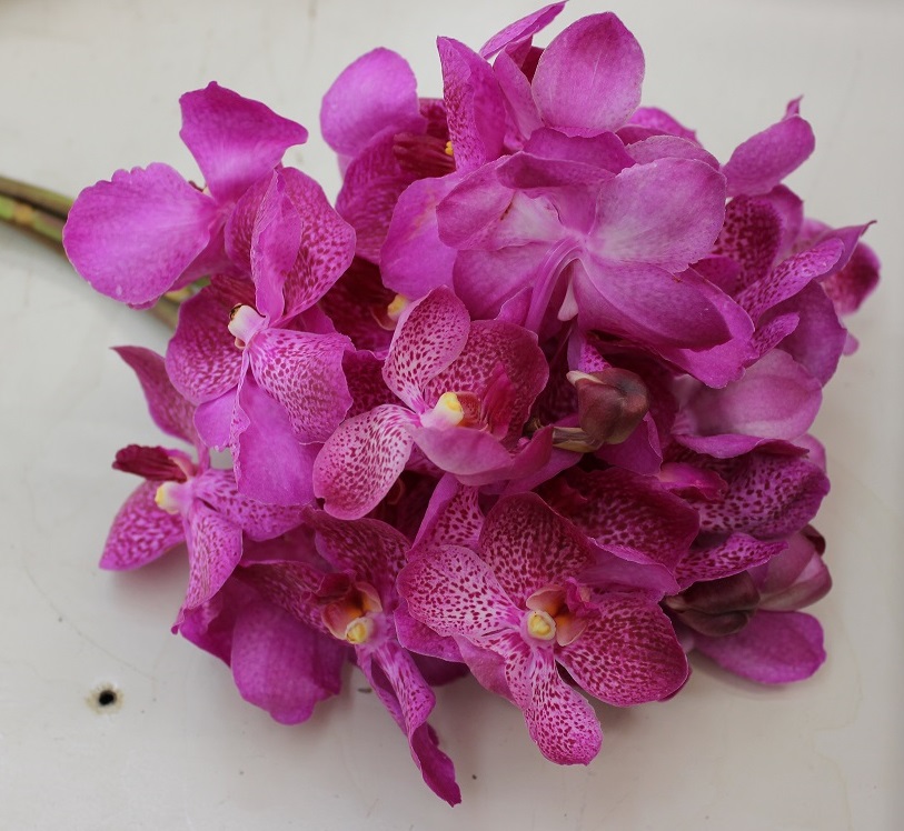 Aranda Orchid | Stevens and Son Wholesale Florist