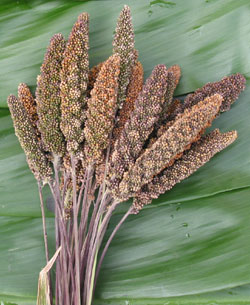 Italian Millet | Stevens and Son Wholesale Florist