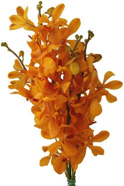 Mokara Orchids | Stevens and Son Wholesale Florist