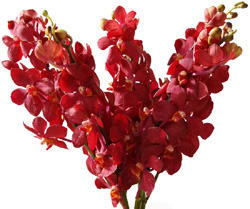 Mokara Orchids | Stevens and Son Wholesale Florist