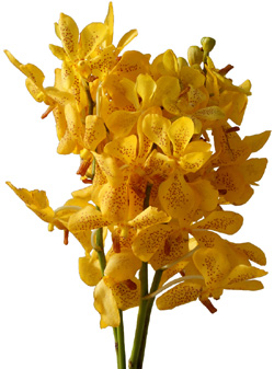 Mokara Orchids | Stevens and Son Wholesale Florist