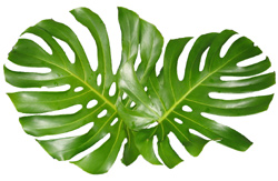 Monstera Leaves | Stevens and Son Wholesale Florist