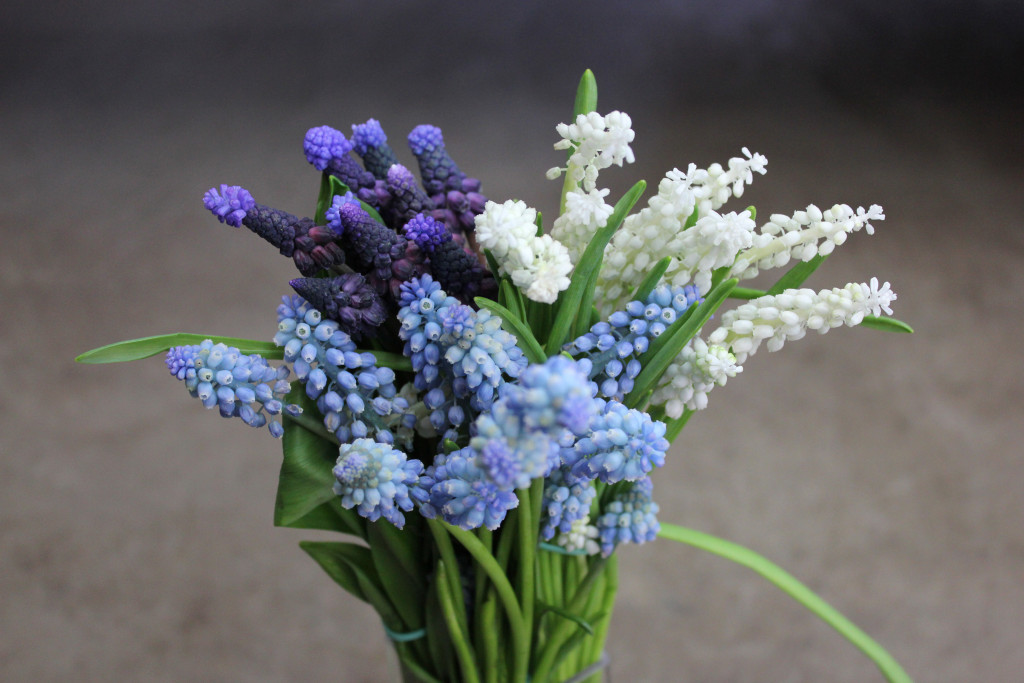 Muscari | Stevens and Son Wholesale Florist