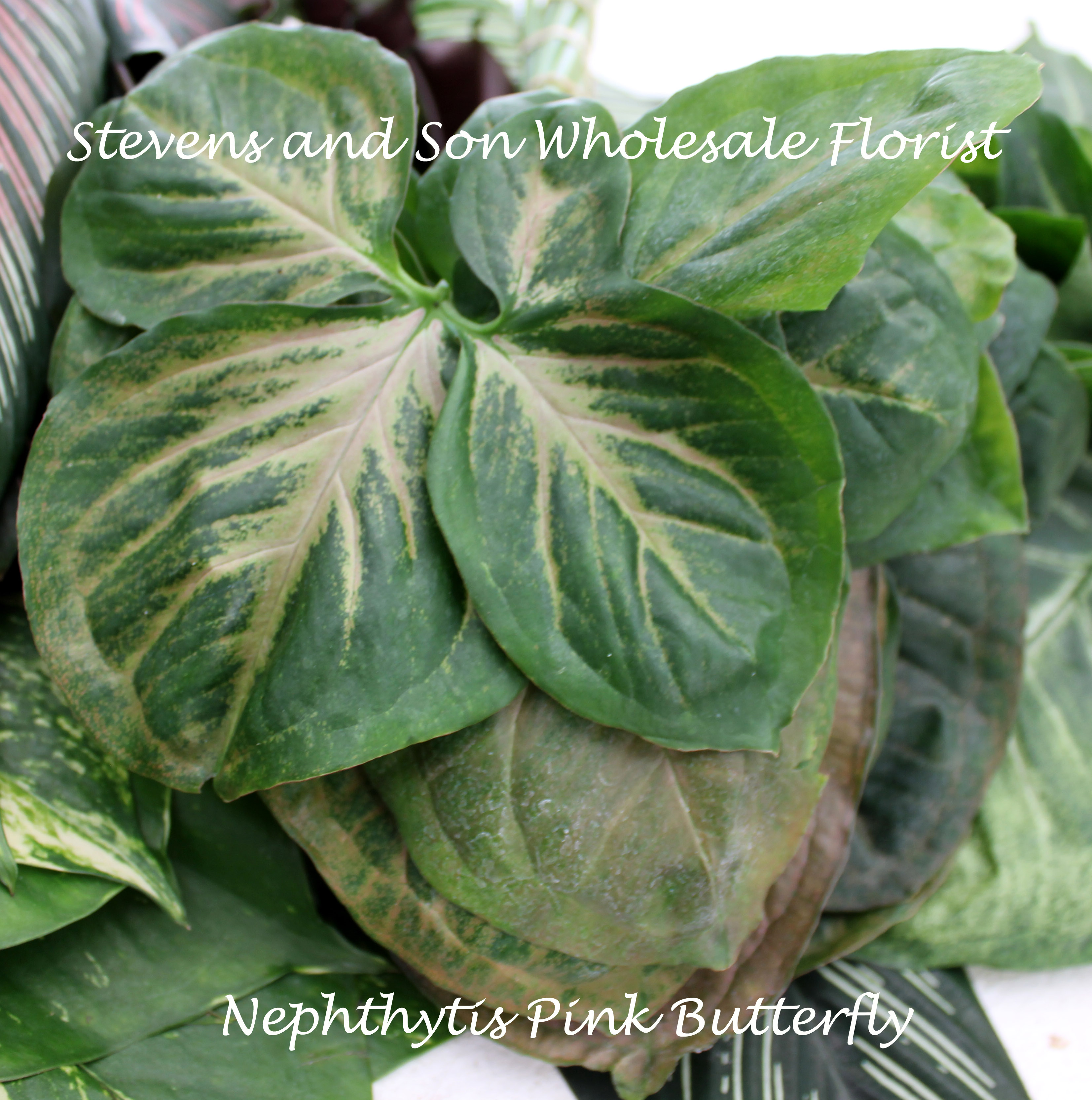 Leaves | Stevens and Son Wholesale Florist