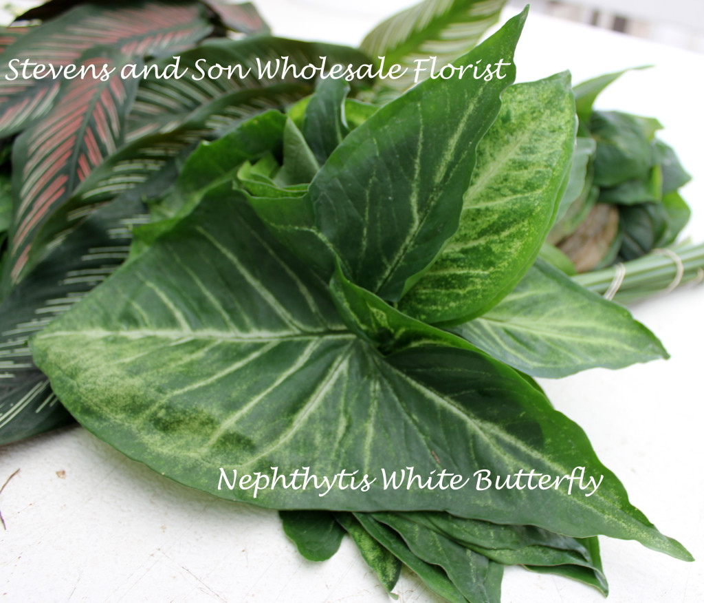 Leaves | Stevens and Son Wholesale Florist