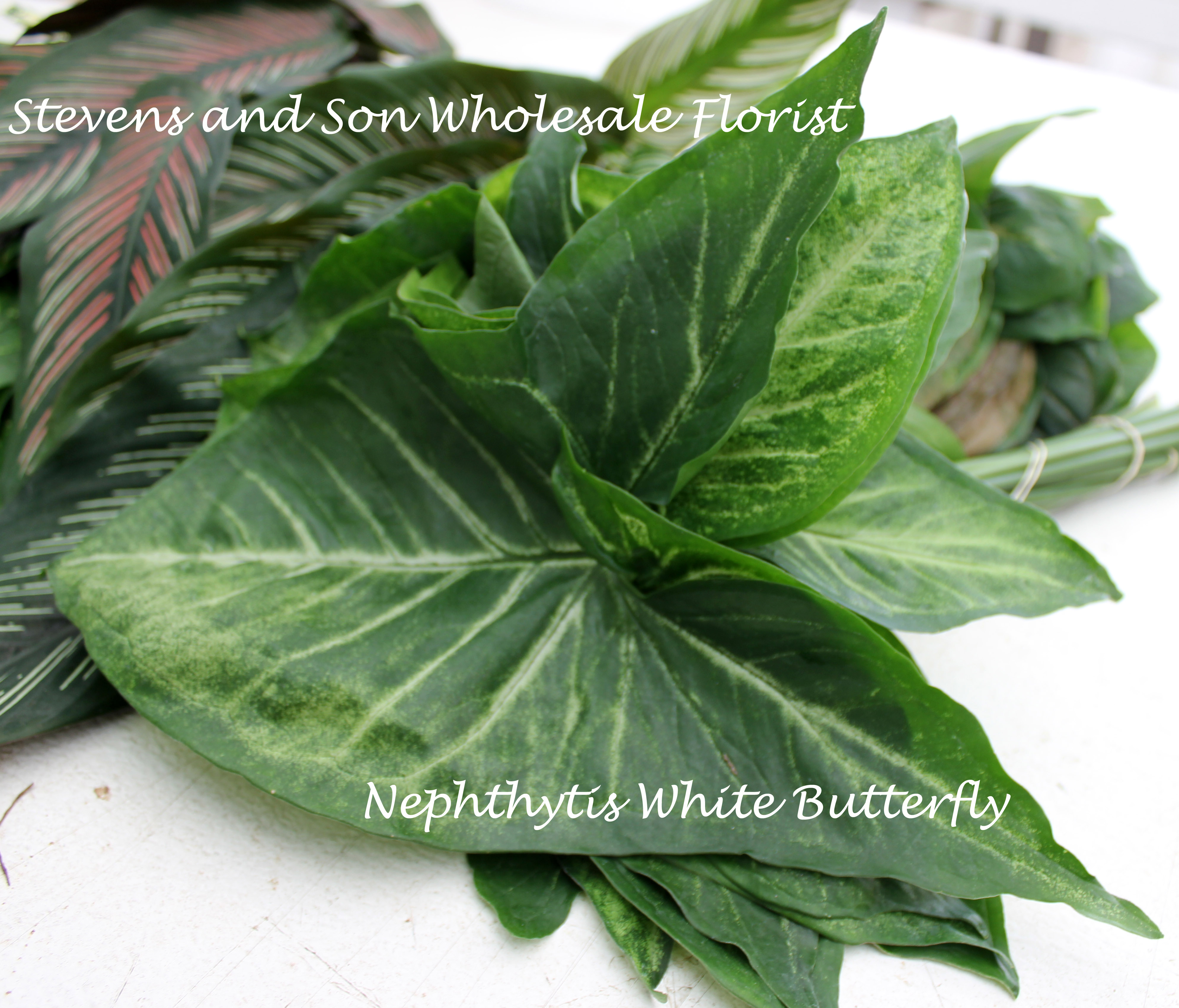 Leaves | Stevens and Son Wholesale Florist