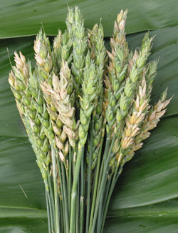 Pasta Wheat Grass | Stevens and Son Wholesale Florist