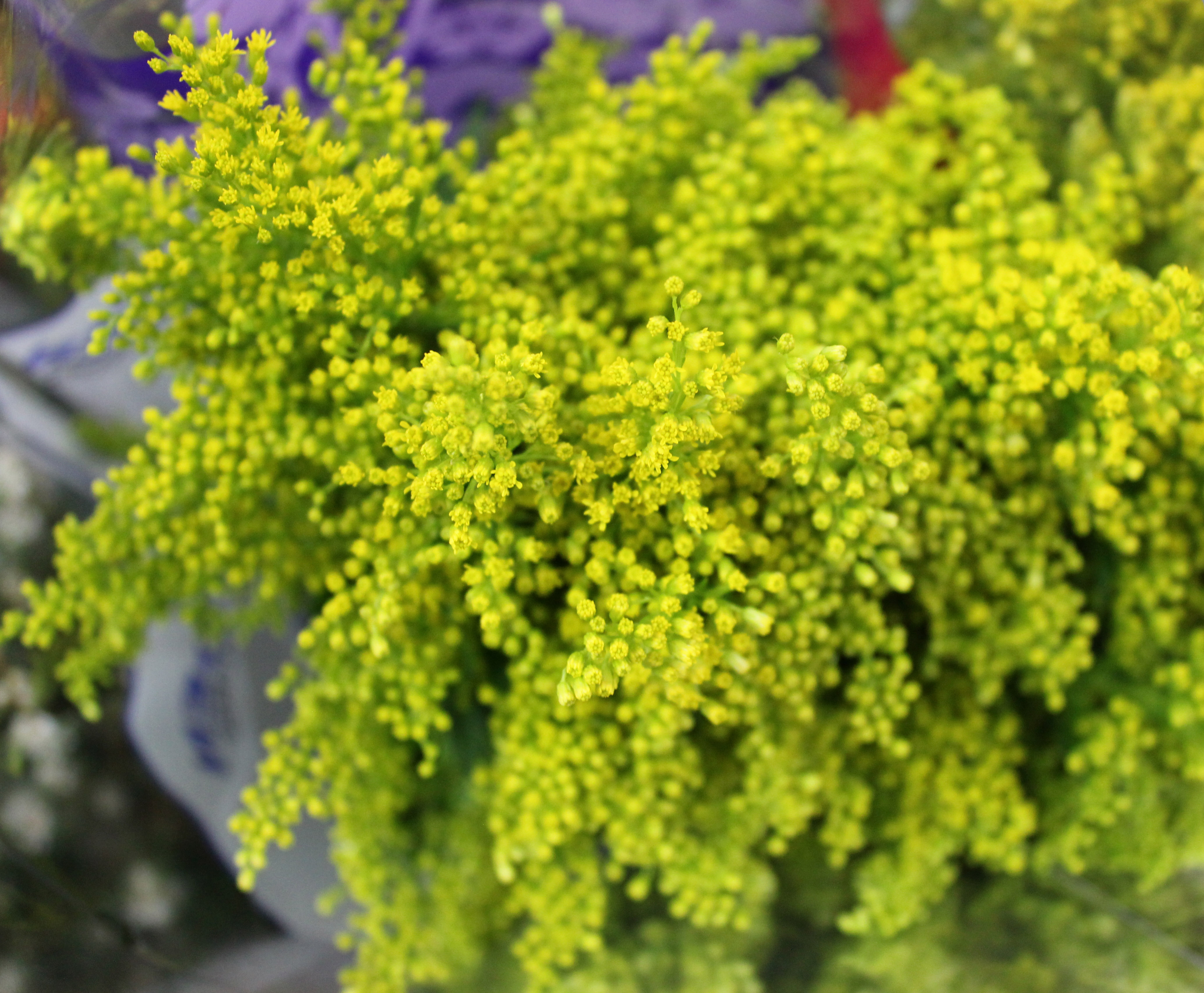 Solidago | Stevens and Son Wholesale Florist