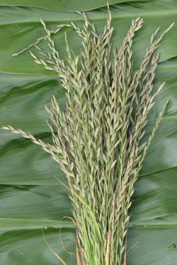 Grasses – Wild, Import and Domestic | Stevens and Son Wholesale Florist