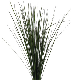 Grasses – Wild, Import and Domestic | Stevens and Son Wholesale Florist