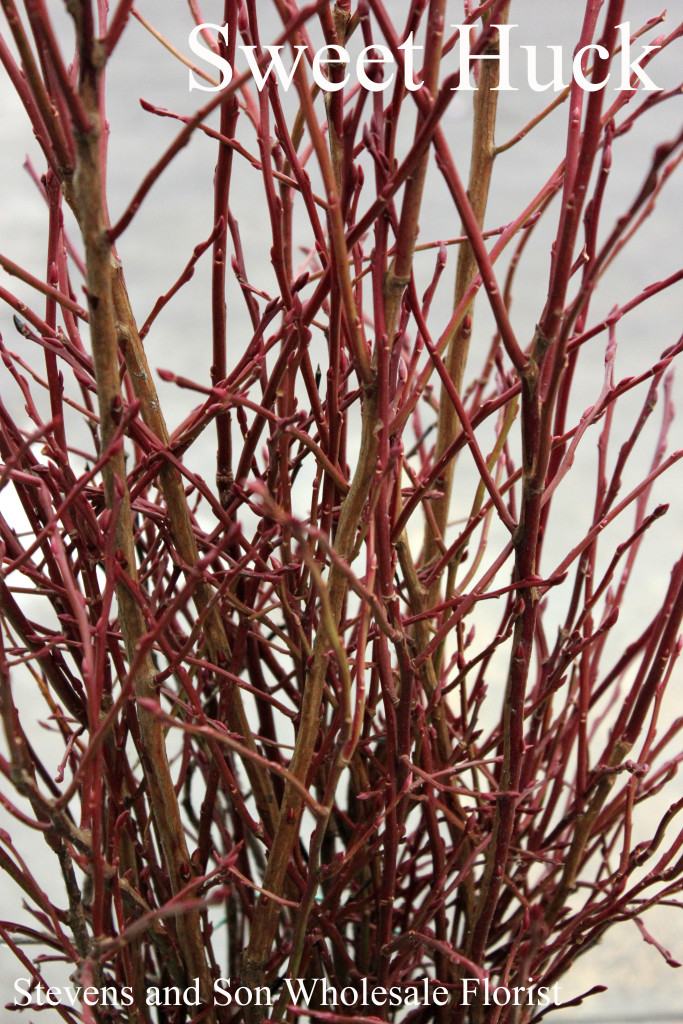 Huckleberry | Stevens and Son Wholesale Florist