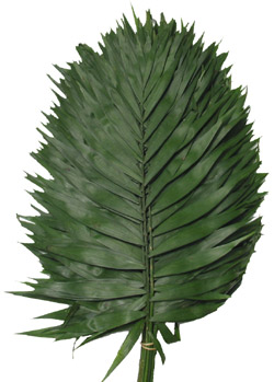 Tepe | Stevens and Son Wholesale Florist