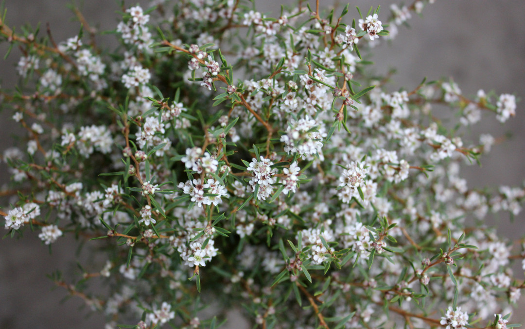 Ti Tree | Stevens and Son Wholesale Florist