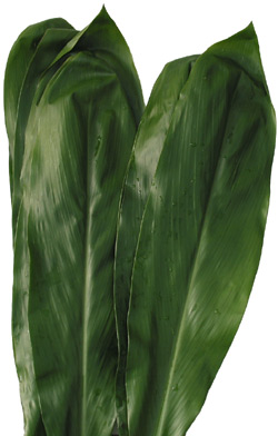 Green Ti Leaf